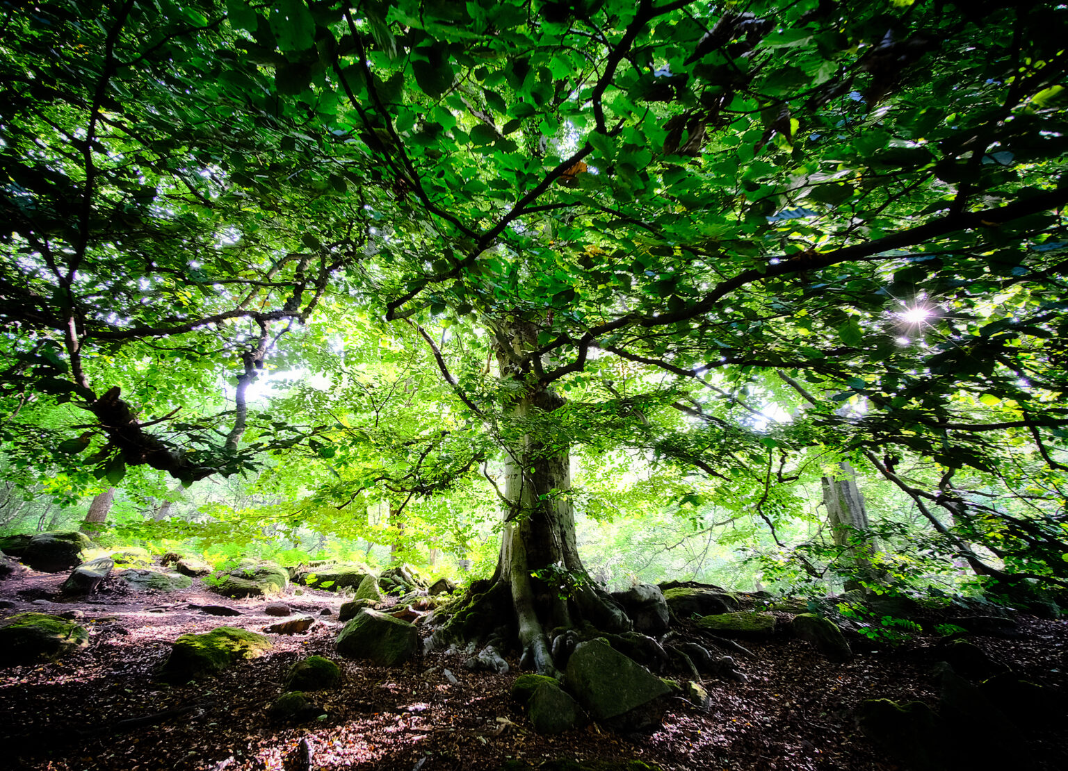 The Peak District - Padley Gorge and Surprise View - Rory Garforth Rory ...